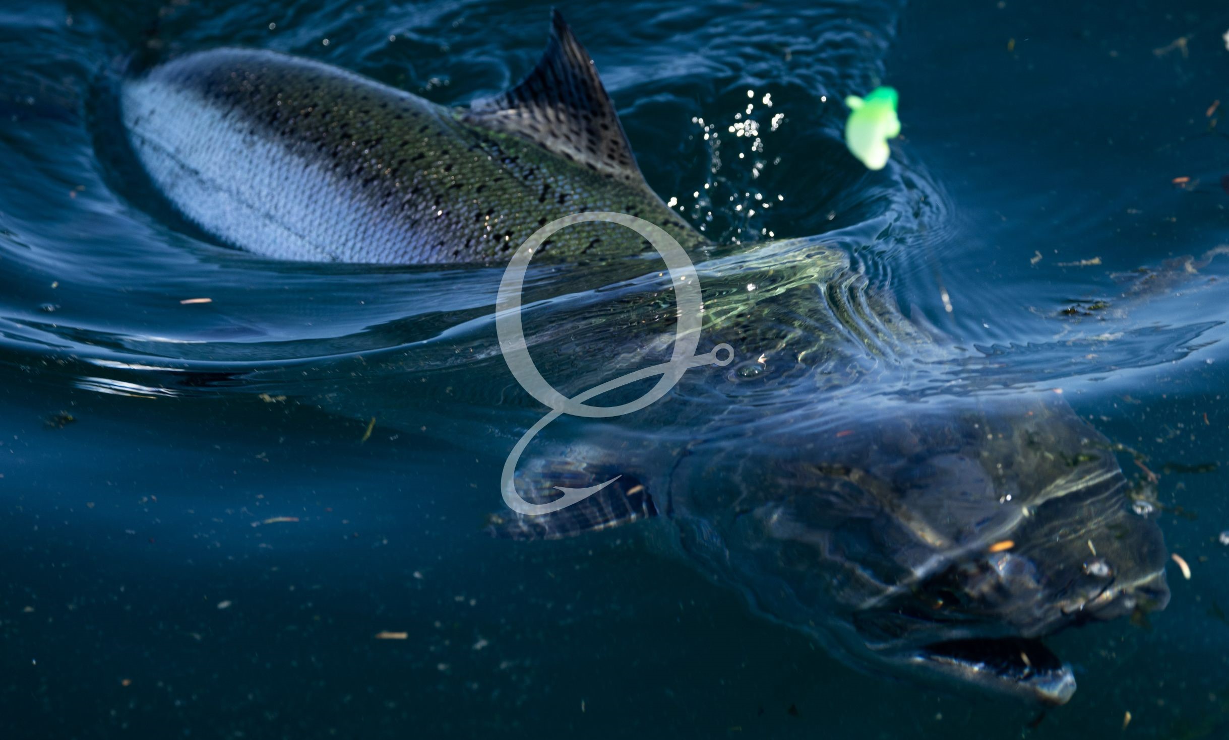 Kingfisher Report | June 18, 2023 - QCL Haida Gwaii