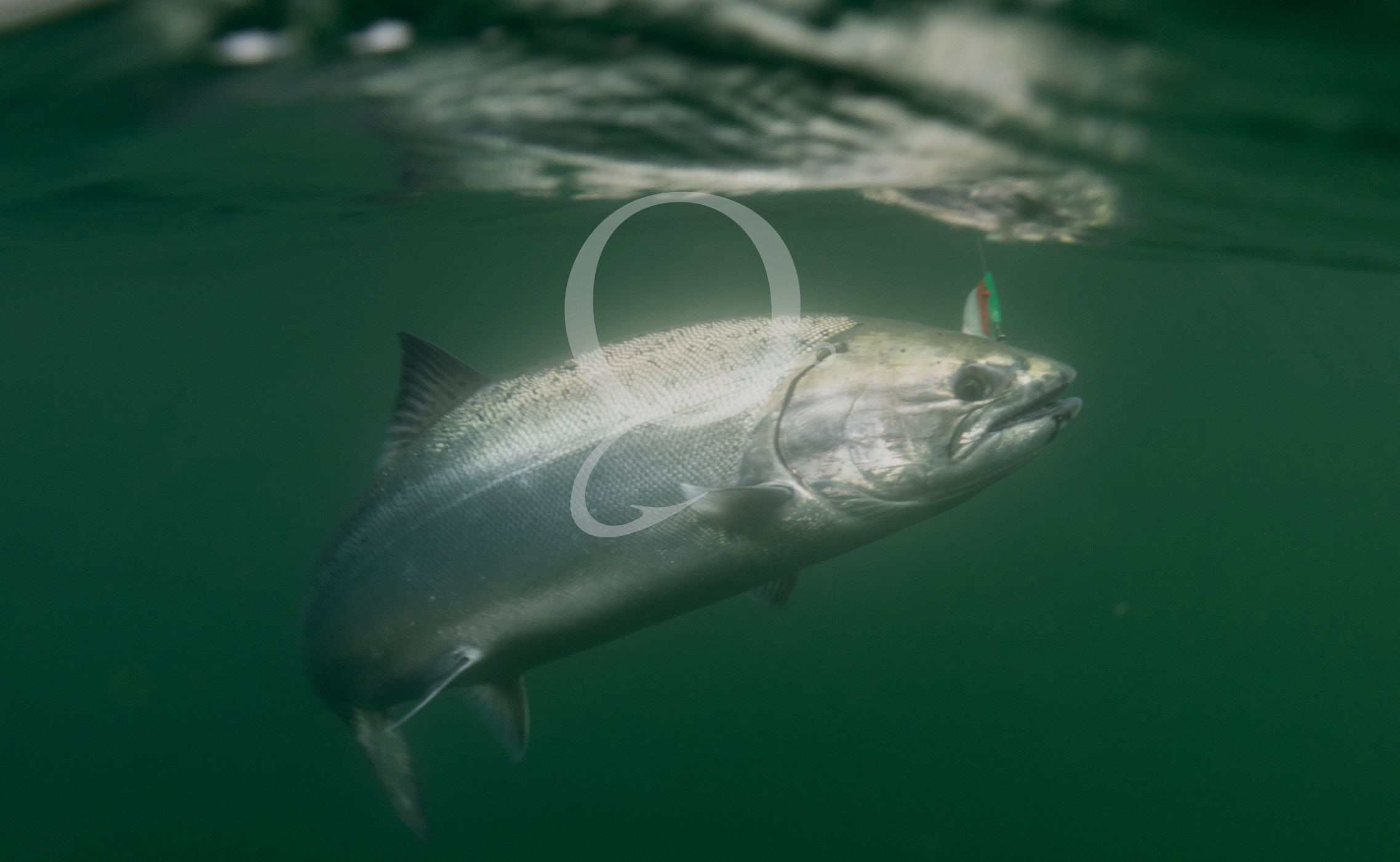 Kingfisher Report | July 18, 2023 - QCL Haida Gwaii