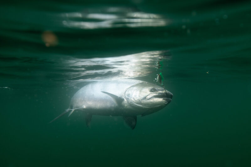 Haida Gwaii Fishing Lodge | Fishing Trips With QCL Haida Gwaii