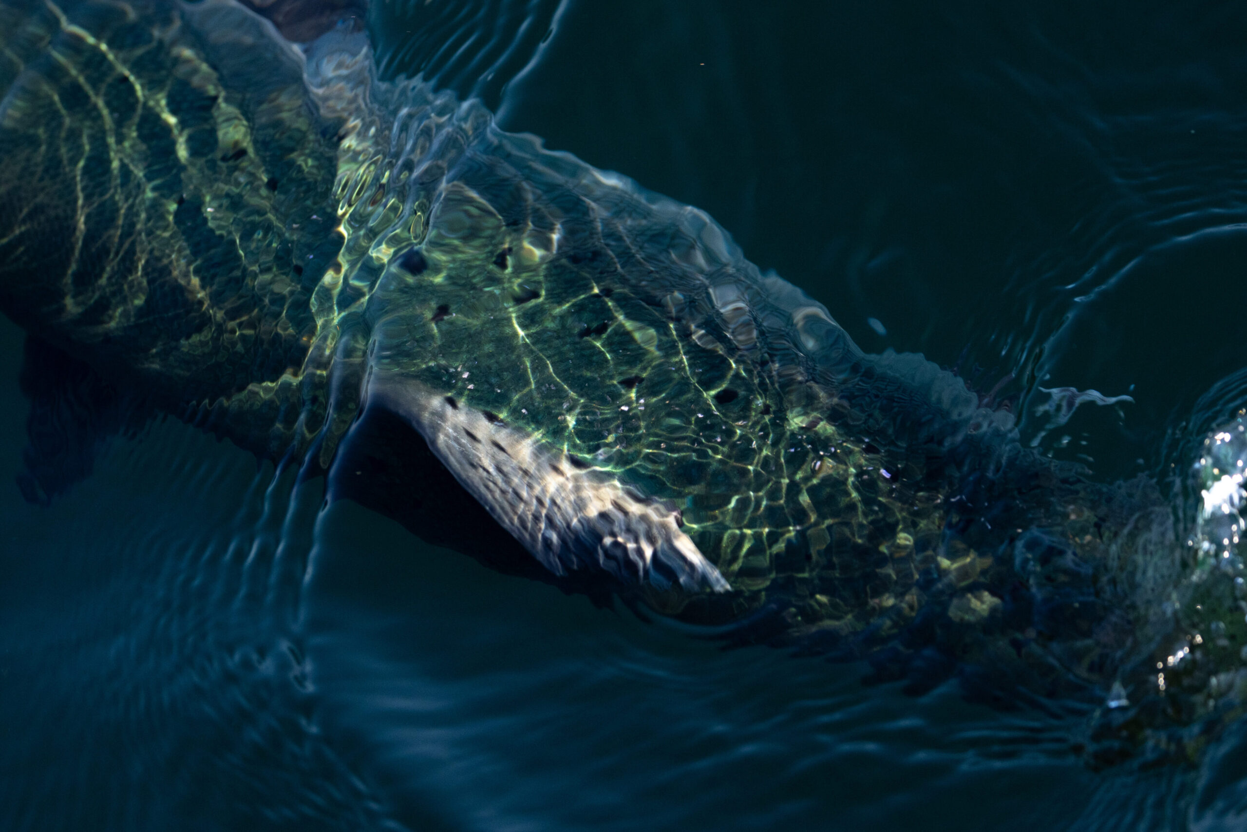 Haida Gwaii Fishery | Queen Charlotte Lodge